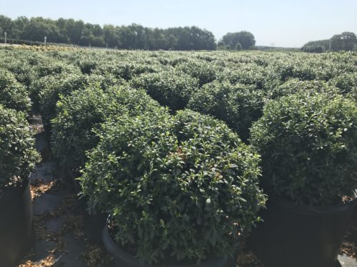 Holly – Soft Touch (Ilex crenata ‘Soft Touch’) – Latham's Nursery