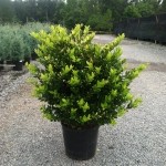 Privet – Howardi (Ligustrum japonicum ‘Howardi’) – Latham's Nursery