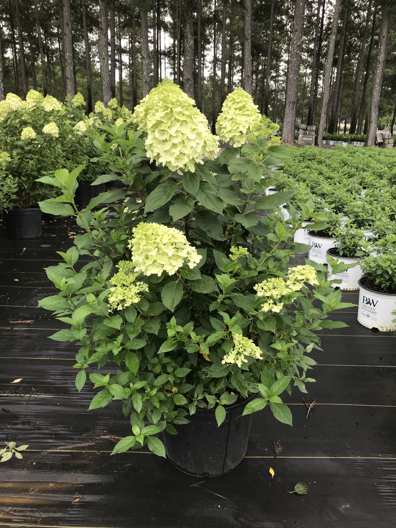Hydrangea – Limelight - Latham's Nursery