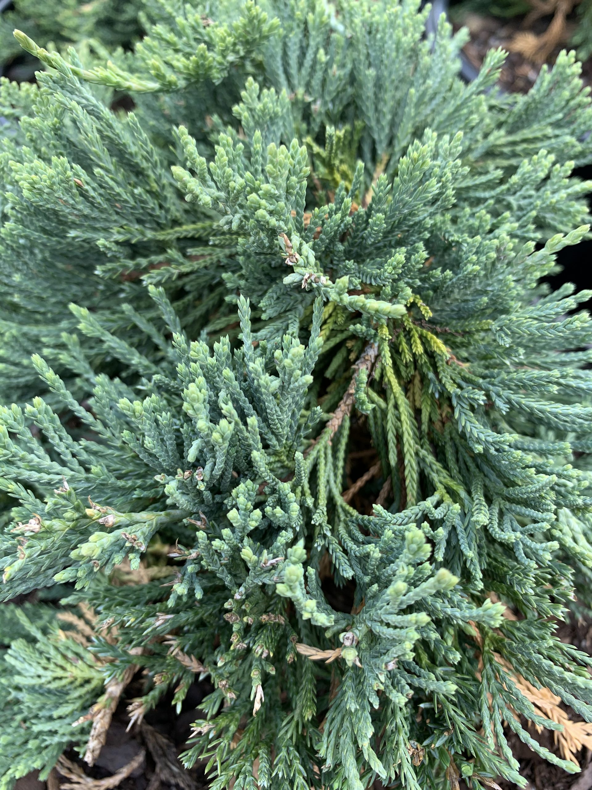 Juniper Blue Rug Latham s Nursery