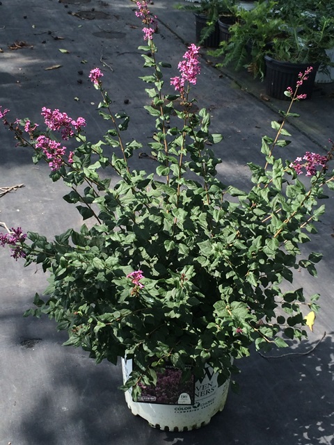 Lilac – Bloomerang® Purple 3g (Syringa x ‘Penda’ PP 20575) – Latham's ...