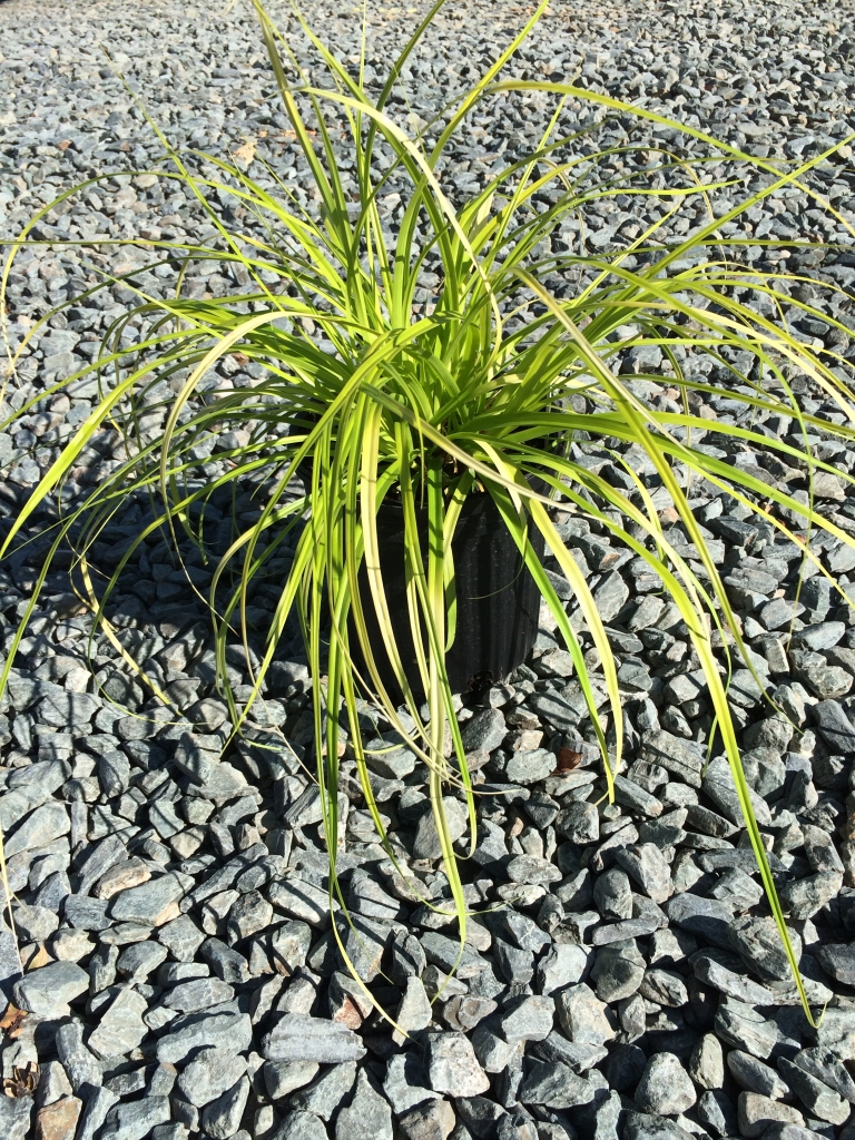 Sedge – Everillo 1g (Carex oshimensis ‘Everillo’) – Latham's Nursery