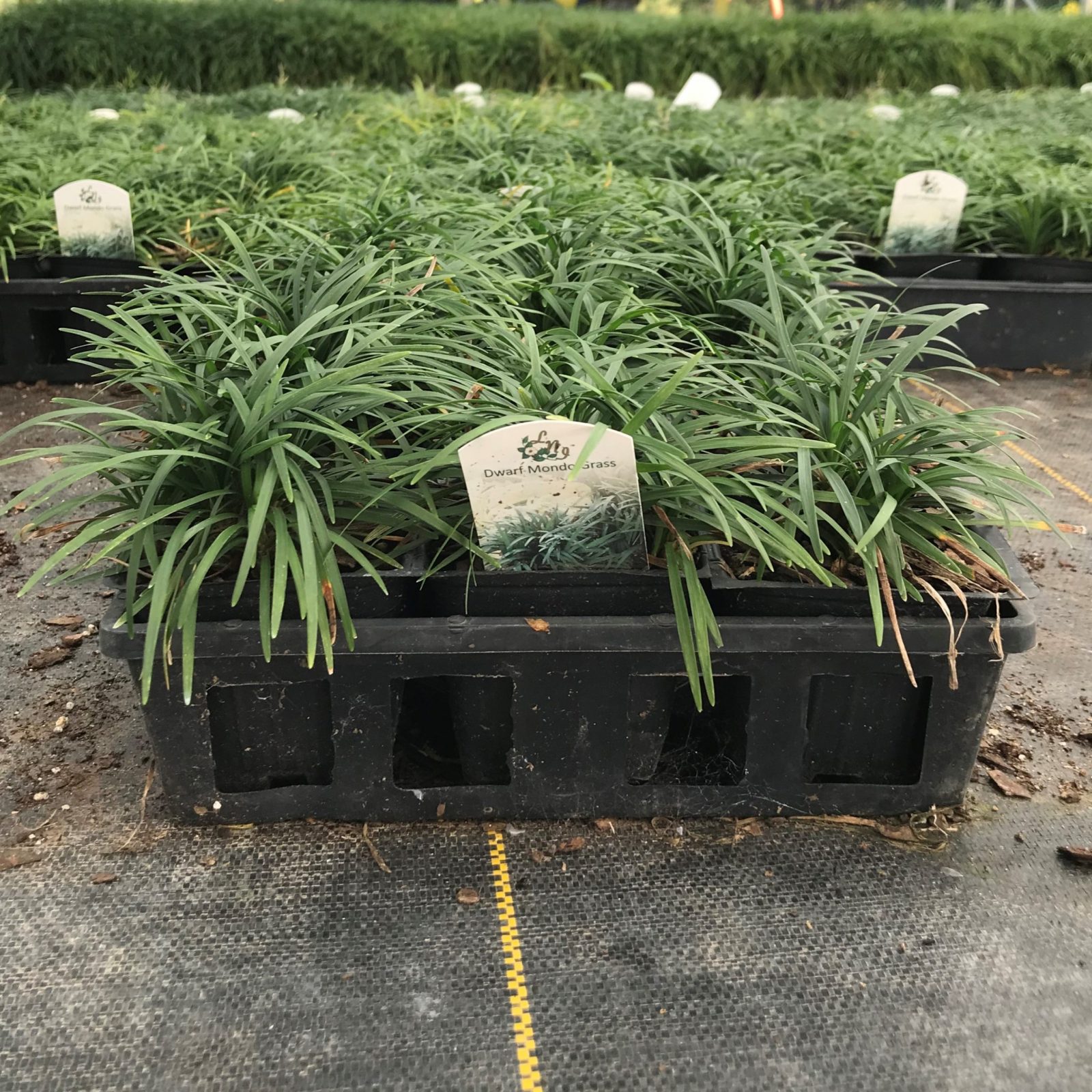 Mondo Grass – Dwarf (Ophiopogon japonicus ‘Nana’) – Latham's Nursery