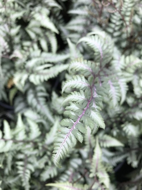 Godzilla Painted Fern (Athyrium ‘Godzilla’) – Latham's Nursery