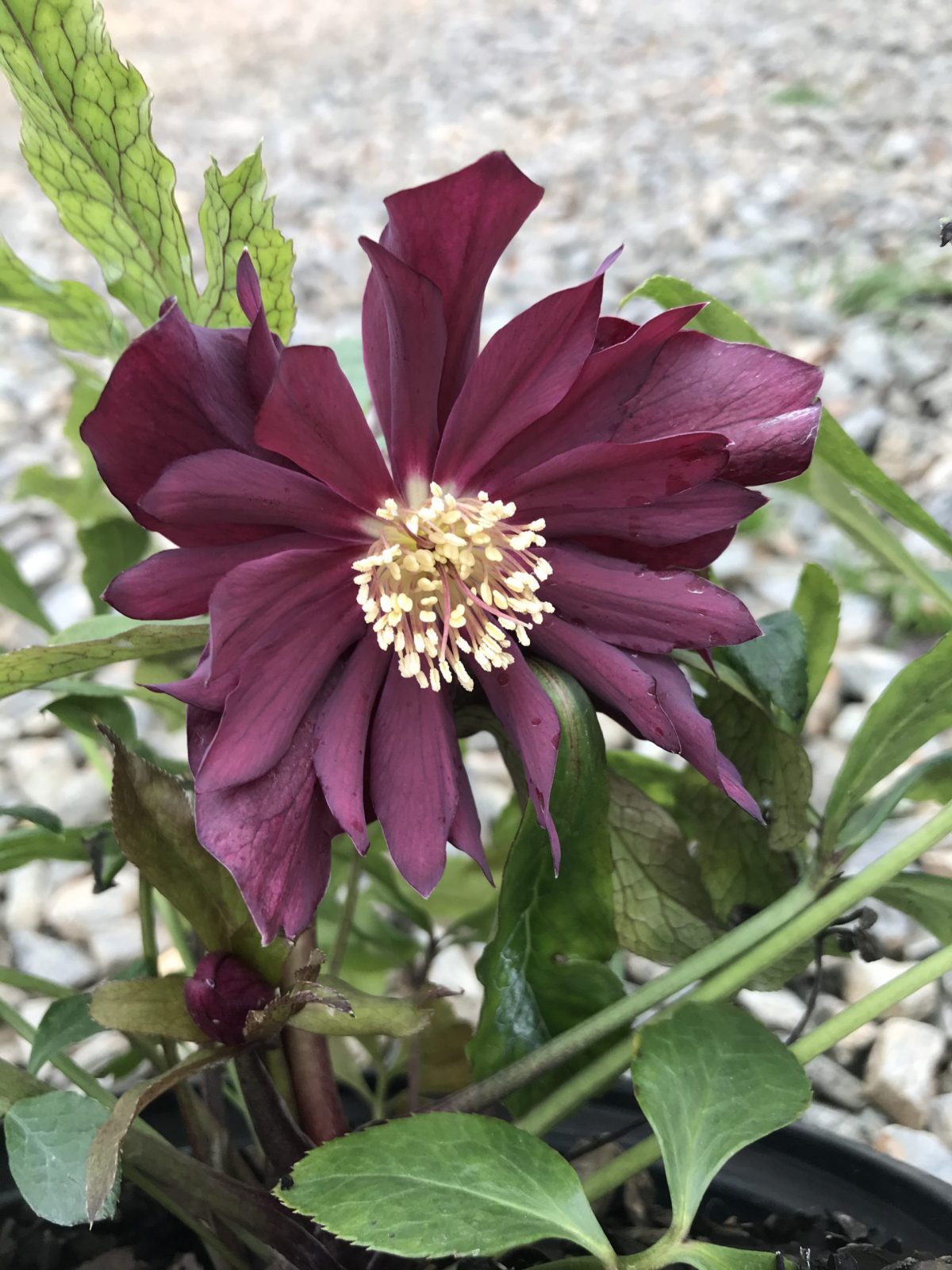 Lenten Rose – Wedding Party Mix 1g (Helleborus Wedding Party Series ...