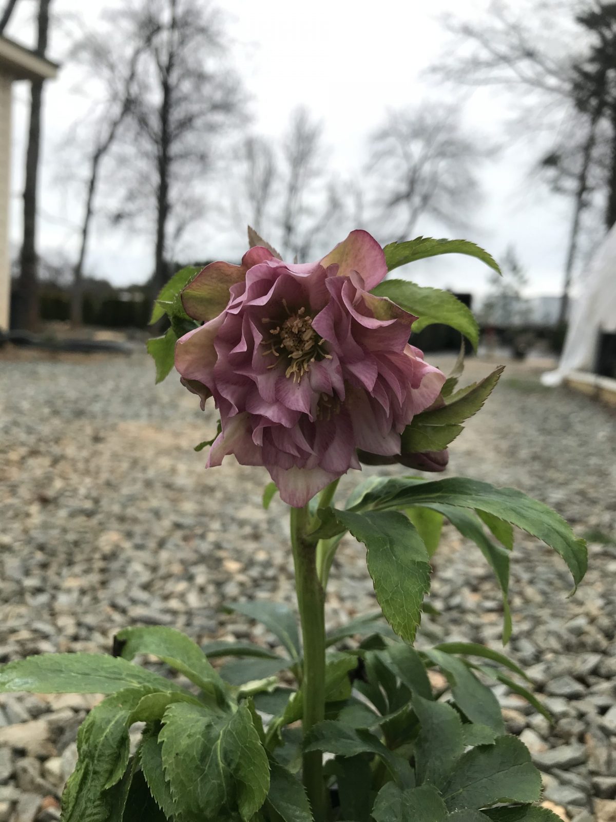 Lenten Rose – Wedding Party Mix 1g (Helleborus Wedding Party Series ...