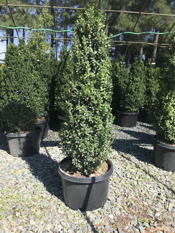 Topiaries & Specialty – Latham's Nursery