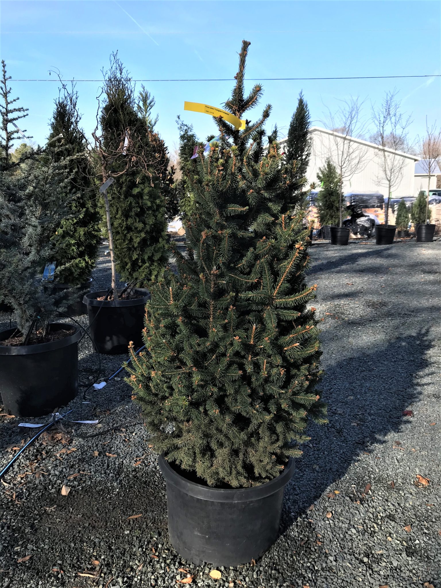 Topiaries & Specialty – Latham's Nursery