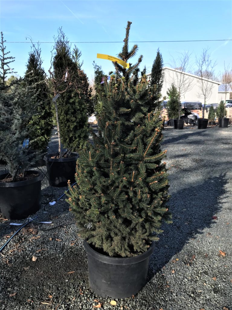 Topiaries & Specialty – Latham's Nursery