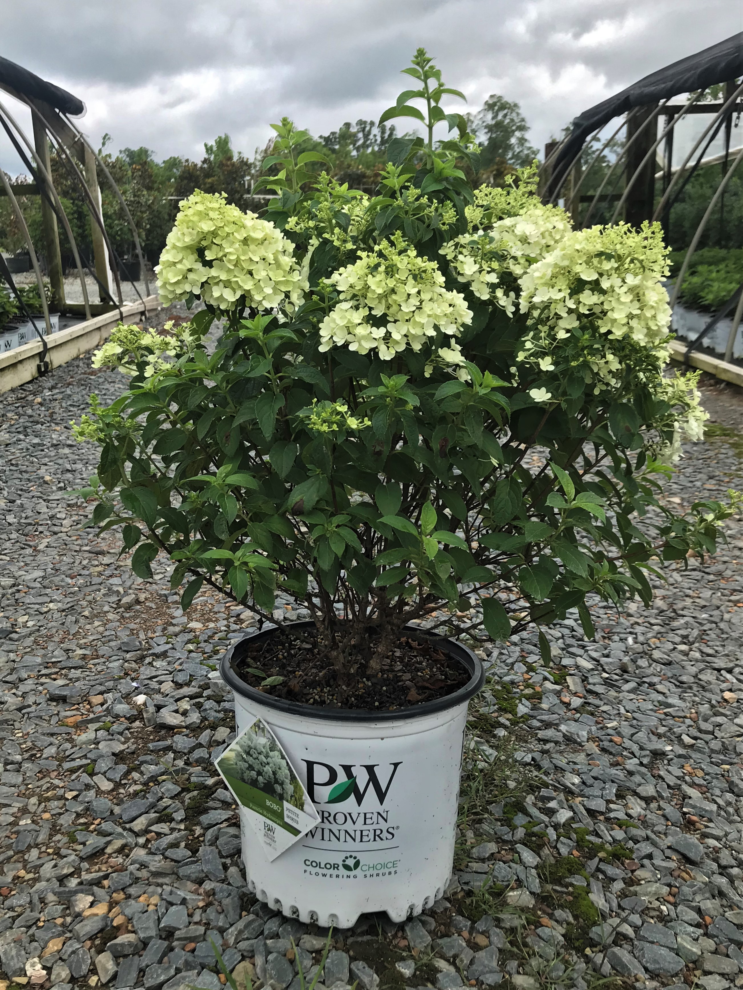 Hydrangea – Bobo® 3G (Hydrangea paniculata ‘ILVOBO’ PP22782) – Latham's ...