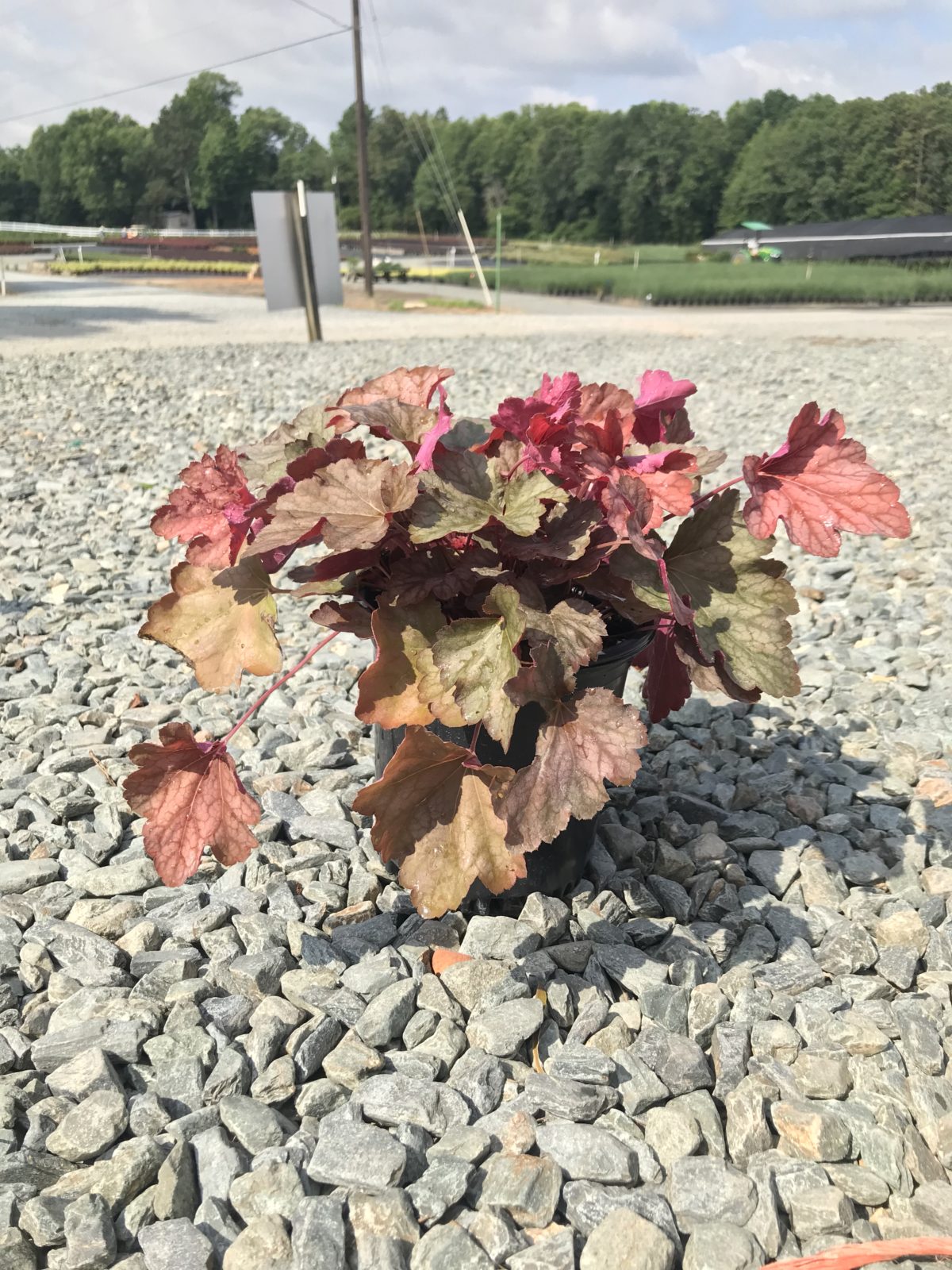 Coral Bells – Watermelon Heuchera 1G (Heuchera x Carnival™ ‘Watermelon ...