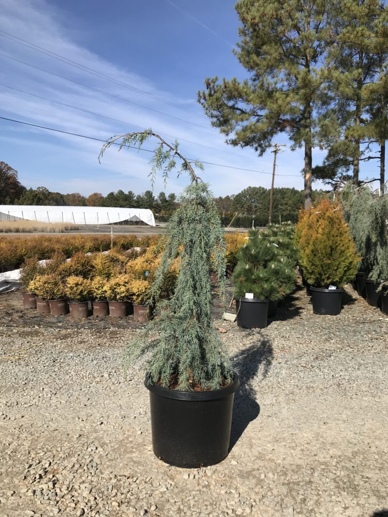 Topiaries & Specialty – Latham's Nursery