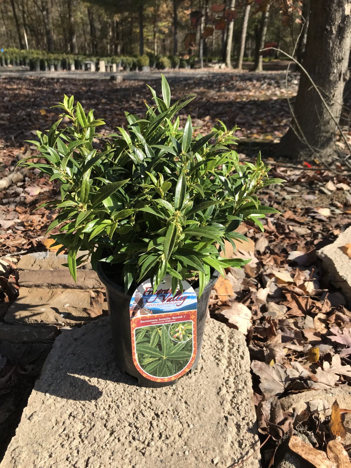 Sweetbox – Fragrant Valley™ (Sarcococca hook. var. humilis ‘Sarsid1 ...