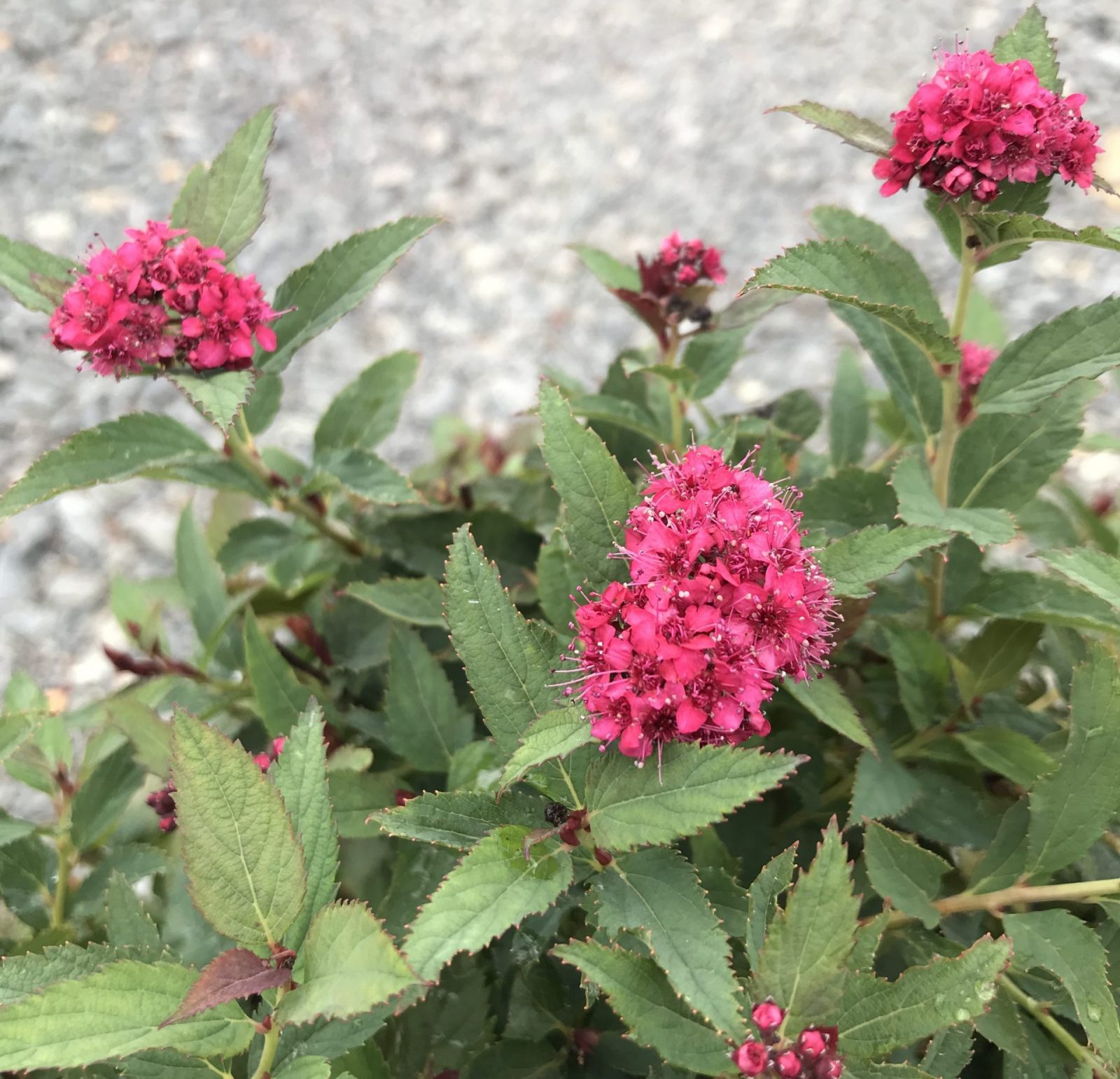 Spirea – Double Play® Doozie® - Latham's Nursery